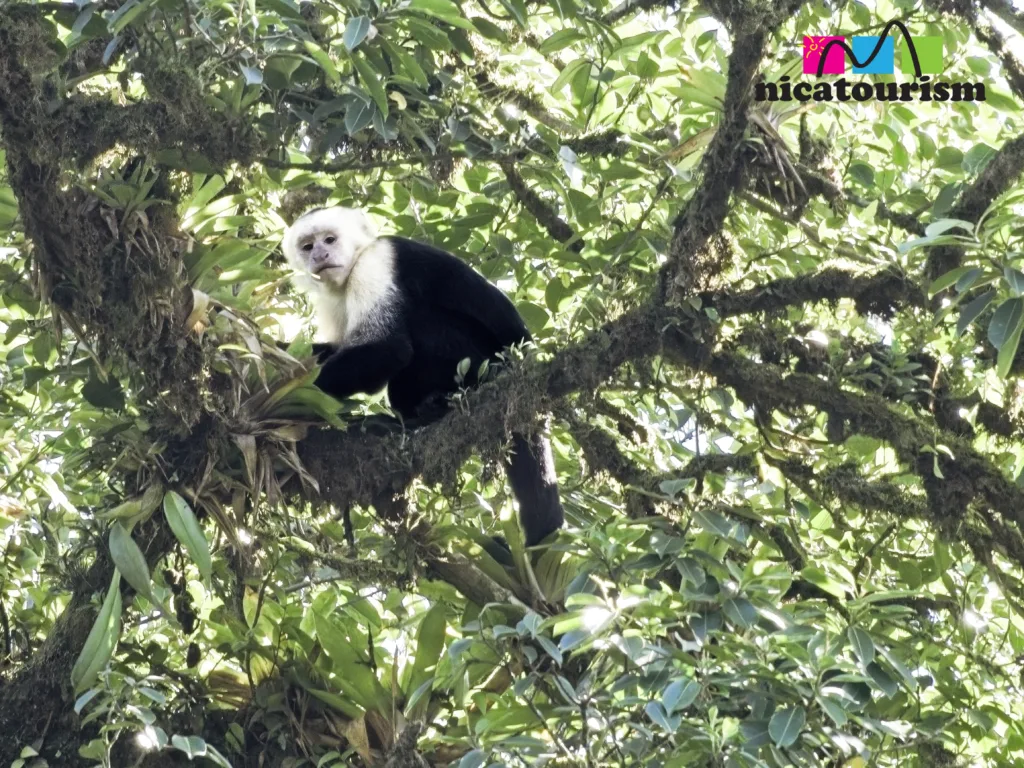 Mombacho - A Beautiful Home To Many Types Of Monkeys | Nicatourism